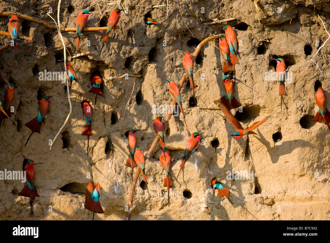 Southern Carmine Bee-eaters at their Nests in the Mud Wall River Bank ...