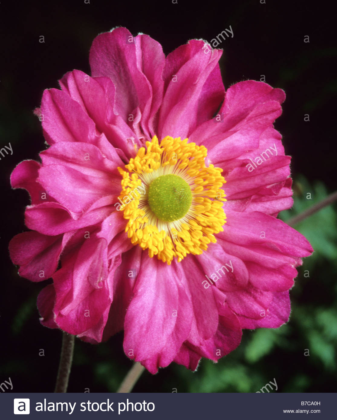 Pamina Stock Photos & Pamina Stock Images - Alamy