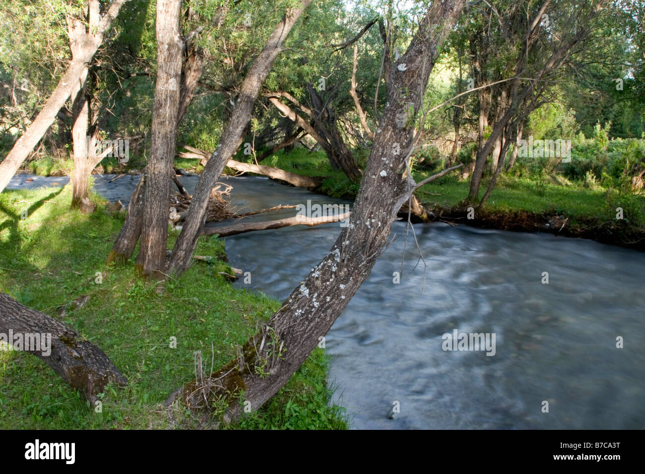 Stream trees hi-res stock photography and images - Alamy