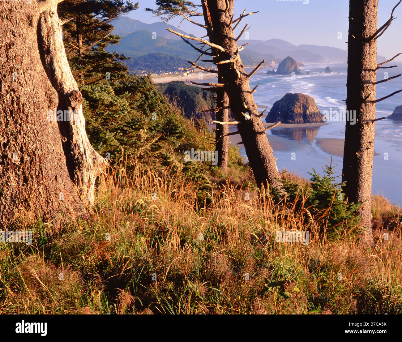 Old growth Sitka spruce trees at Ecola State Park and overlooking ...