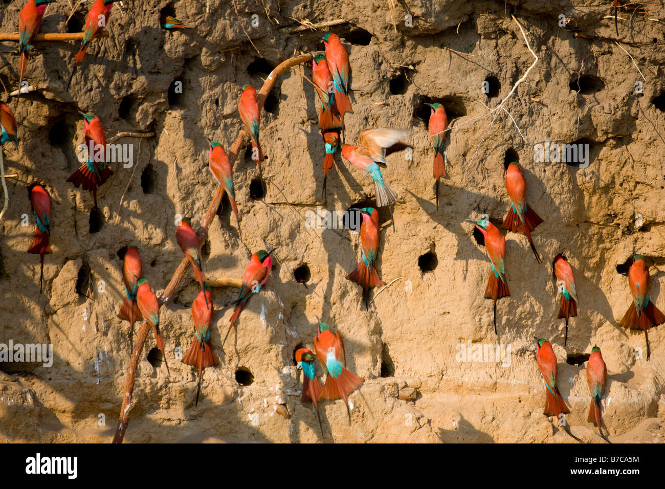 Southern Carmine Bee-eaters at their Nests in the Mud Wall River Bank ...