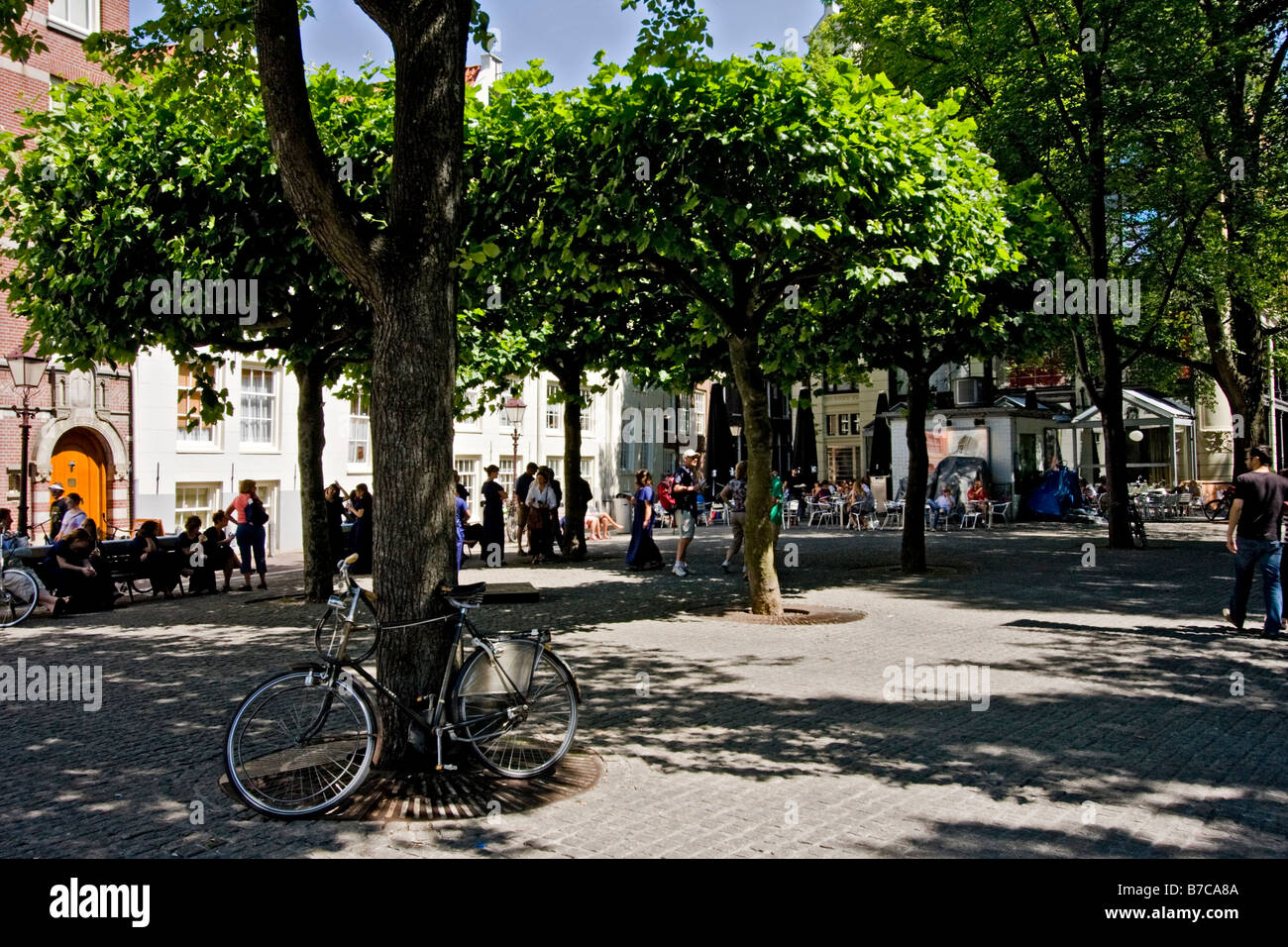 Holland street trees hi-res stock photography and images - Alamy