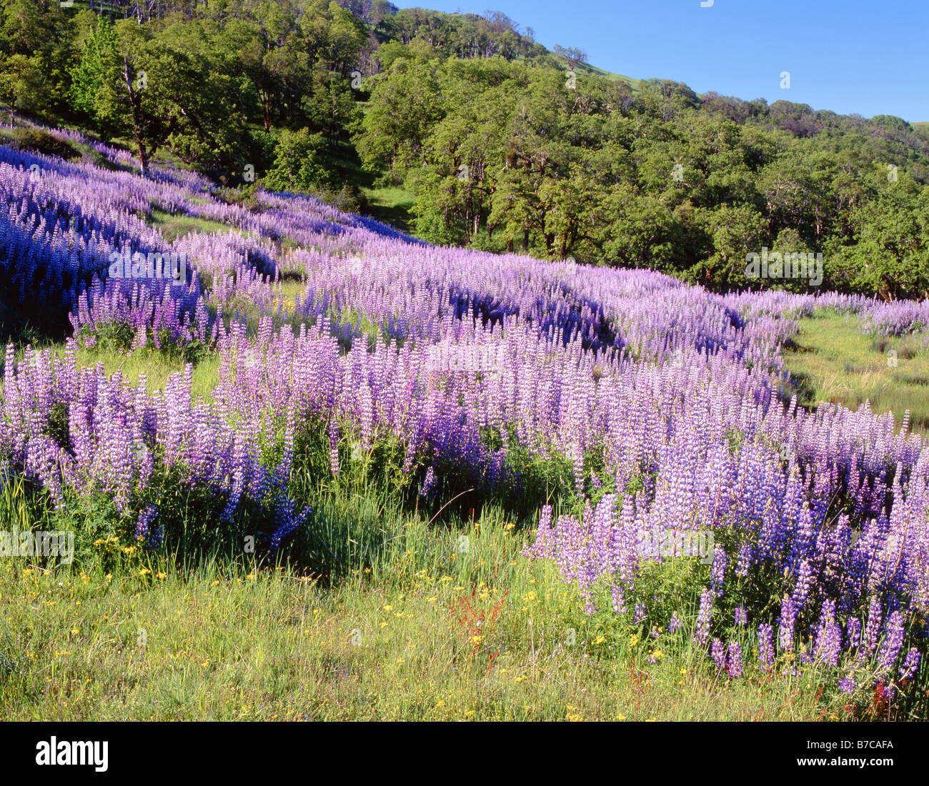 Lupine meadows bloom among oak trees along Bald Peak in California's ...