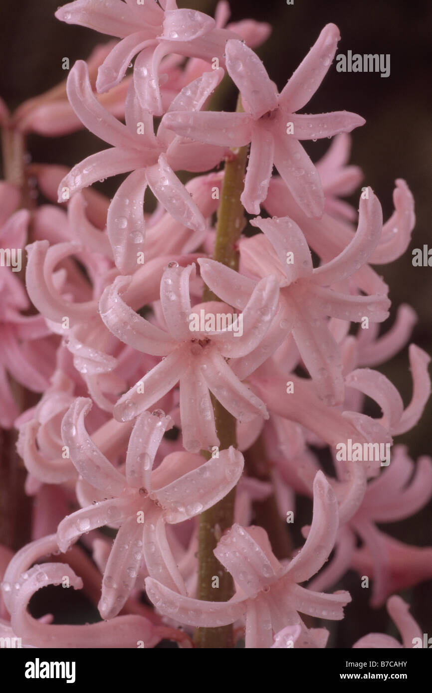 Hyacinthus orientalis 'Pink Festival' (Hyacinth) Multi-flora hyacinth ...