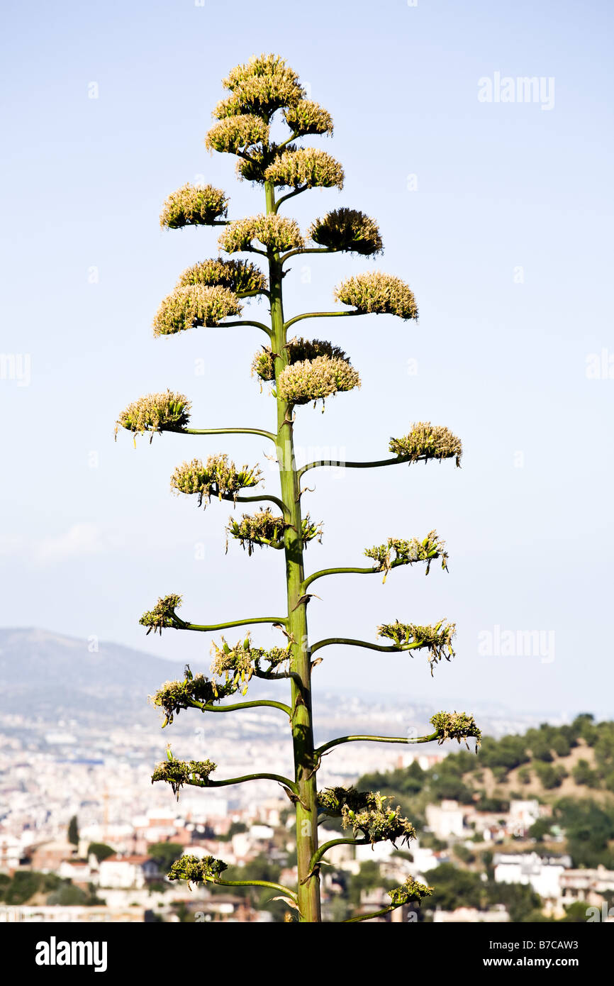 Agave americana hi-res stock photography and images - Alamy