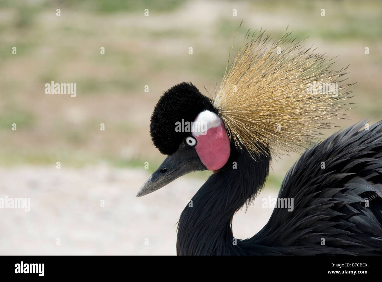 Black crowned crane hi-res stock photography and images - Alamy