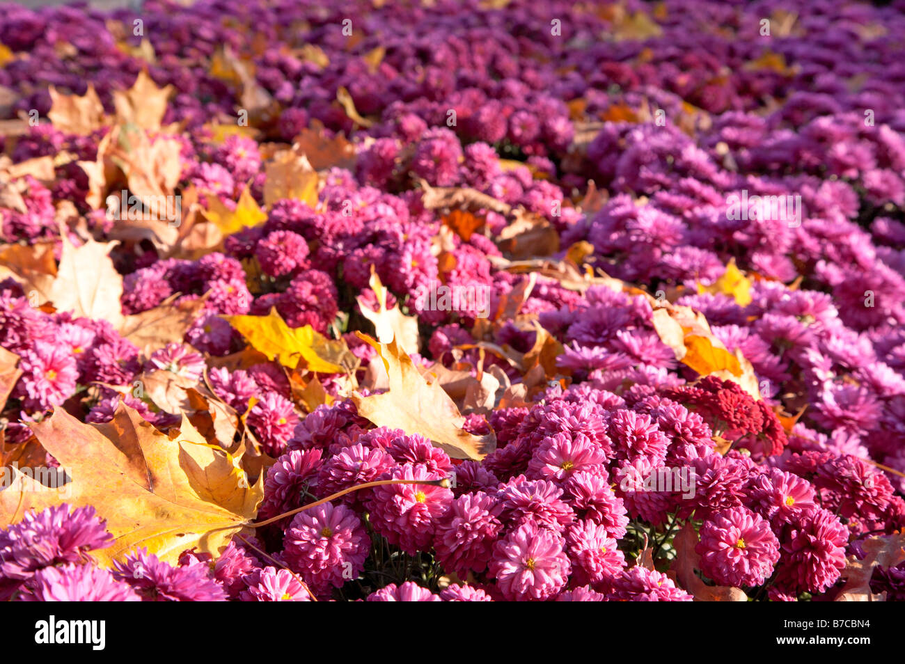 Multicolor mums hi-res stock photography and images - Alamy