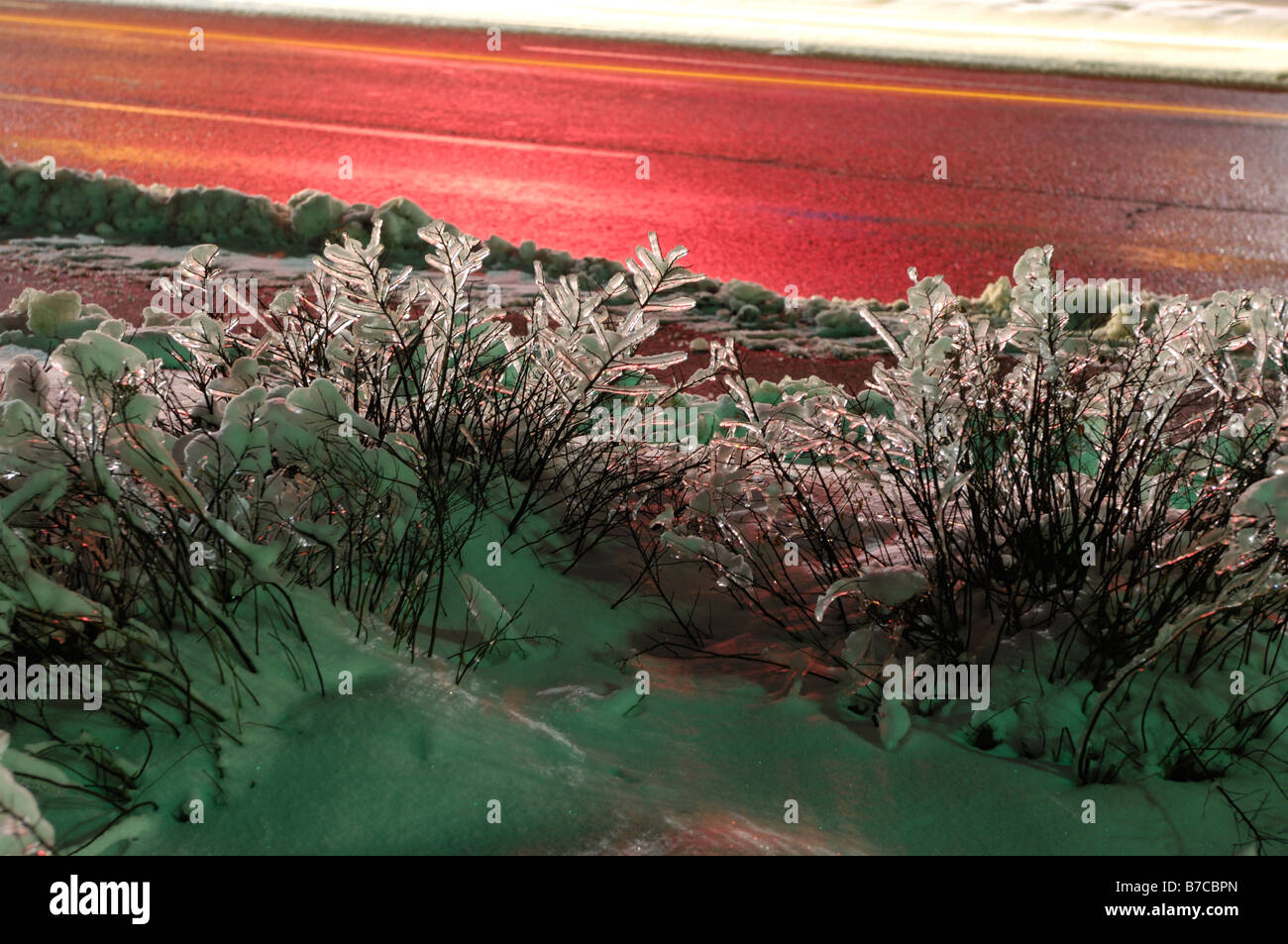 Ice coated plants Stock Photo - Alamy