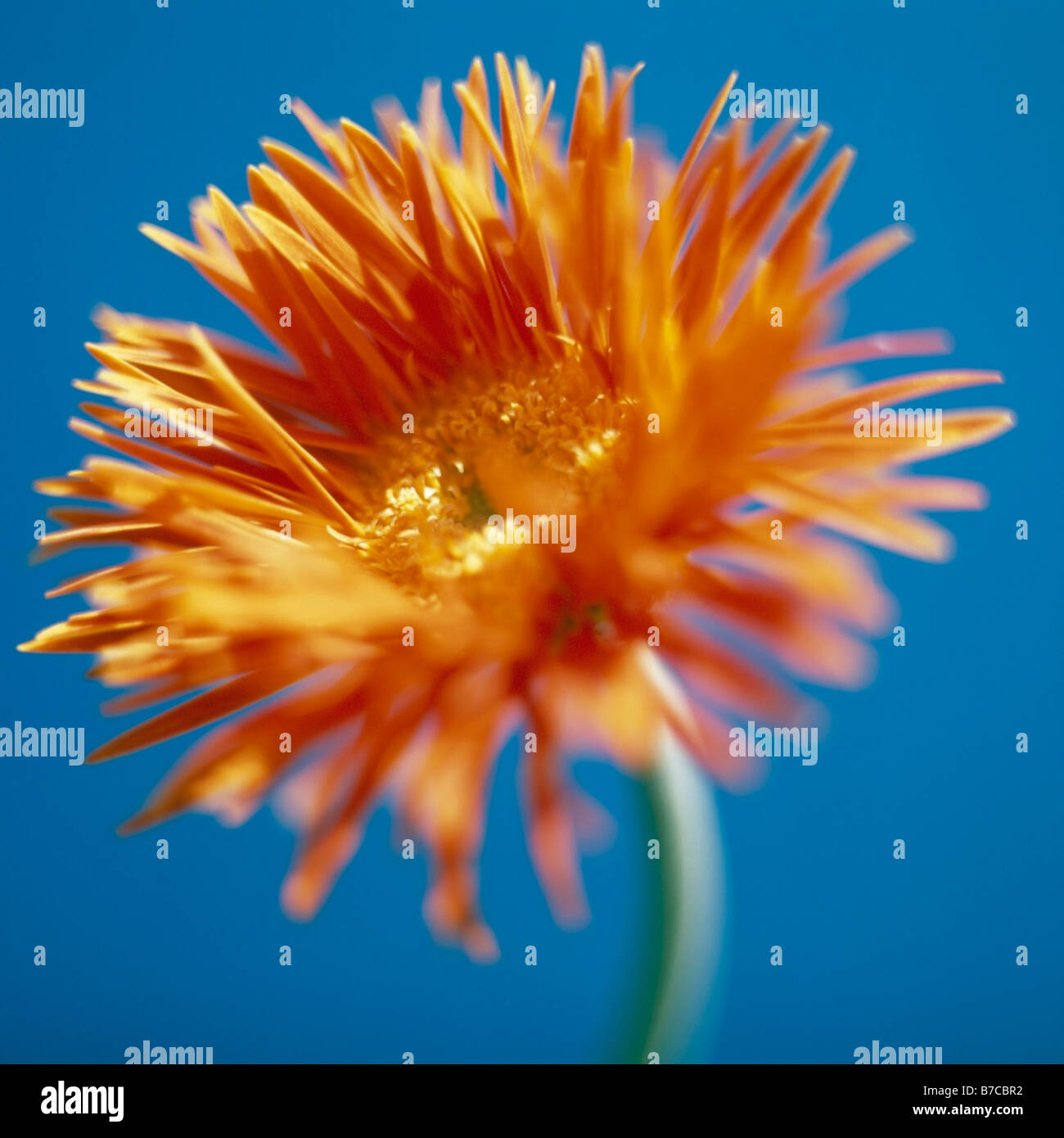 Showy variety hi-res stock photography and images - Alamy