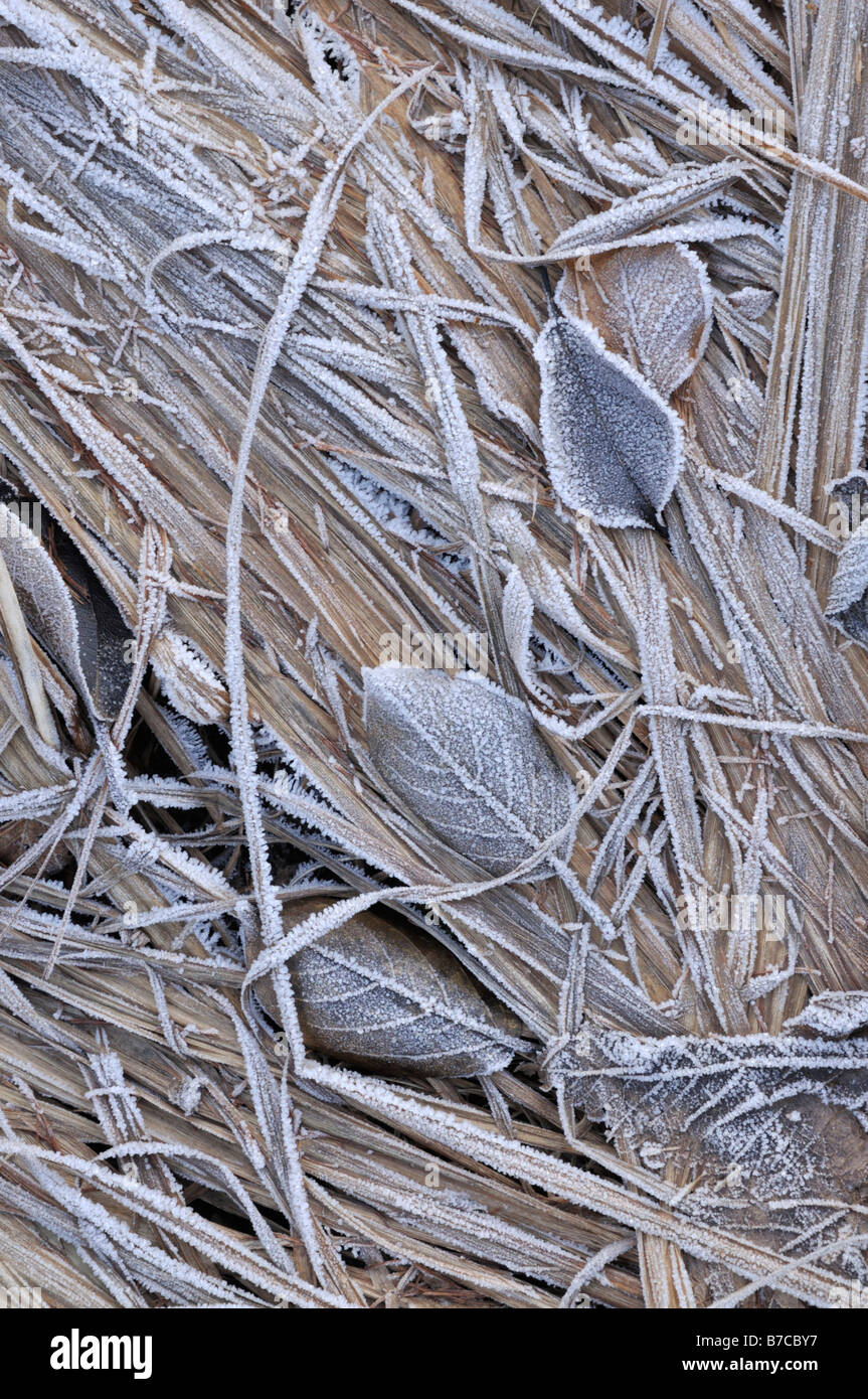 Hoar frost hi-res stock photography and images - Alamy