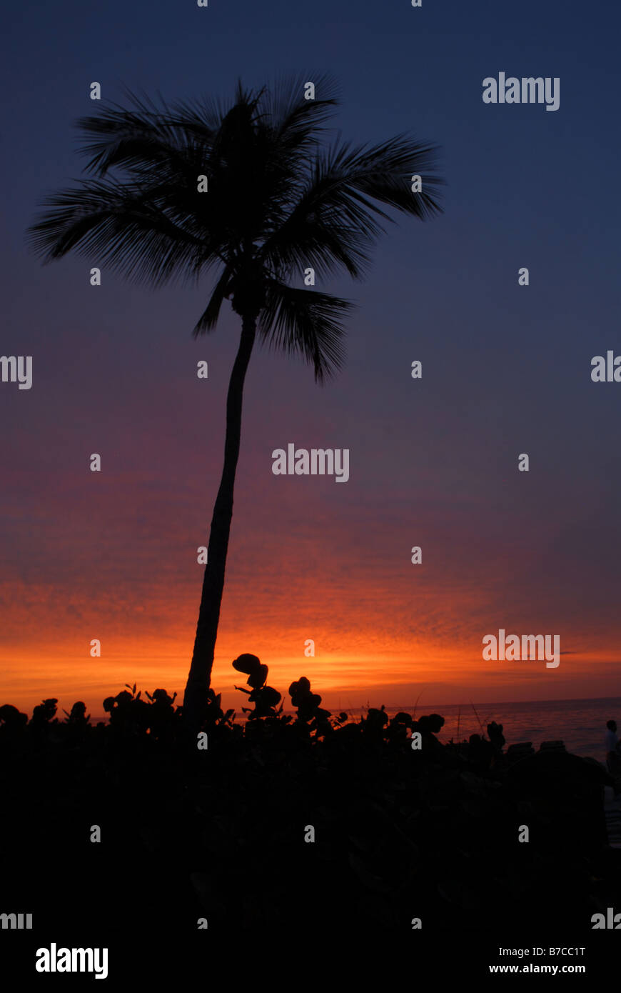 Palm tree sunset beach hi-res stock photography and images - Alamy