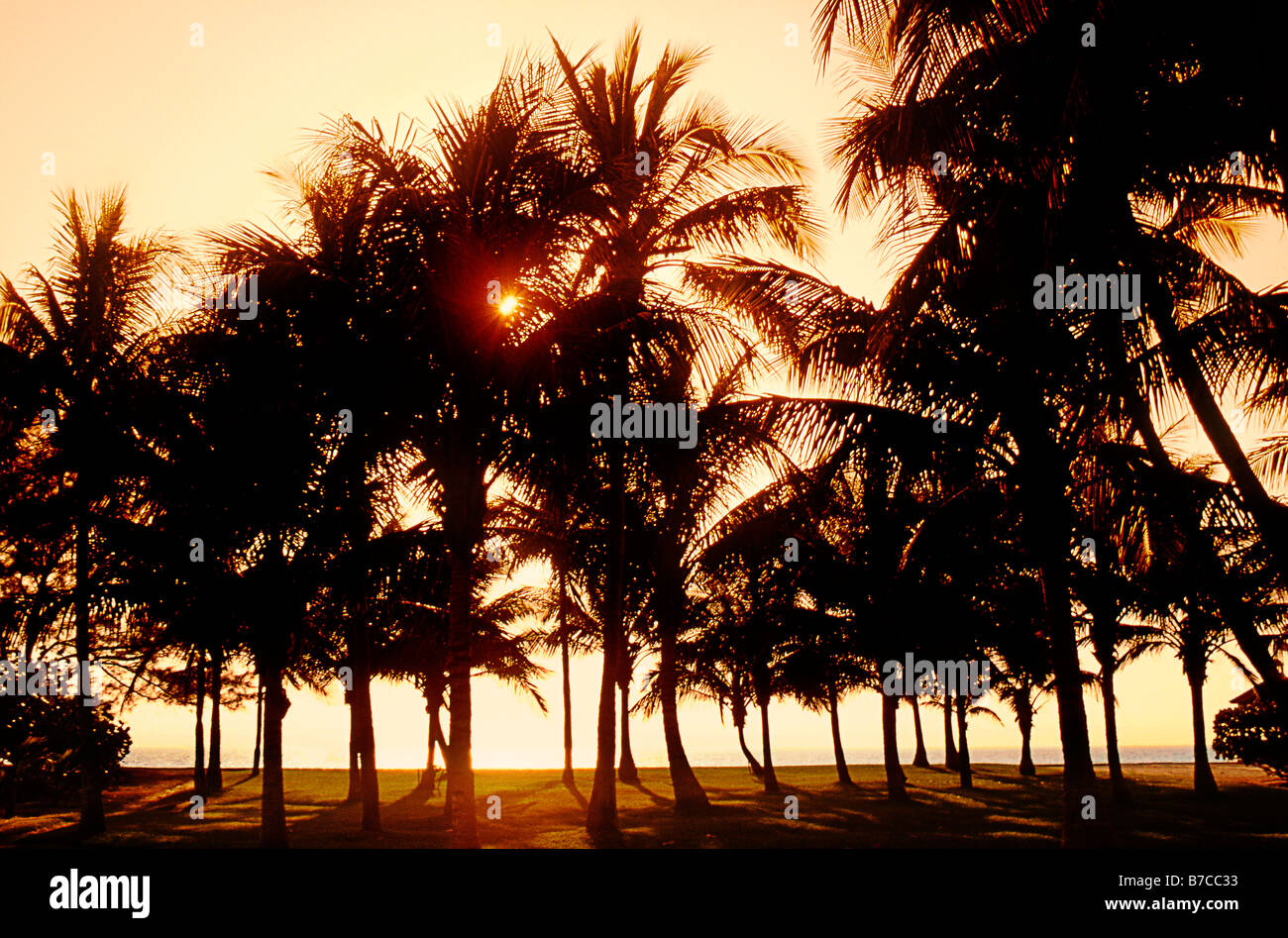 Palm Tree Grove Stock Photo - Alamy
