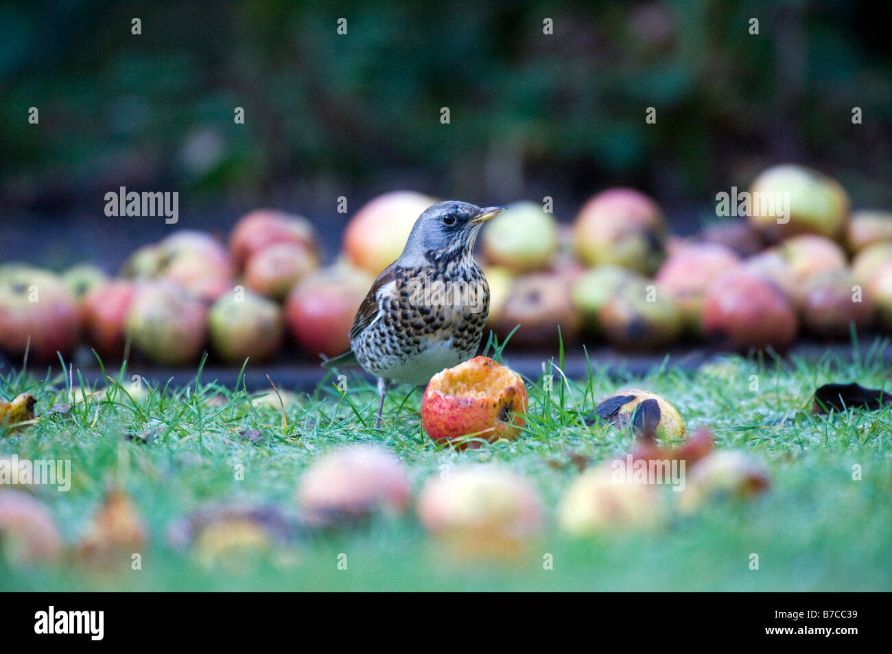 Fieldfare hi-res stock photography and images - Alamy