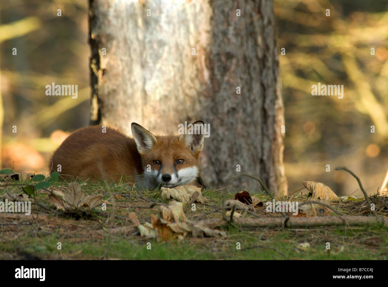 Fox waiting hi-res stock photography and images - Alamy