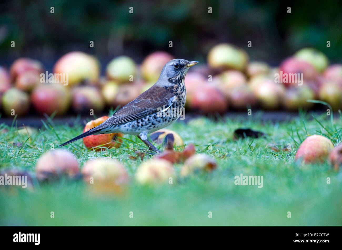 Apple bird uk hi-res stock photography and images - Alamy