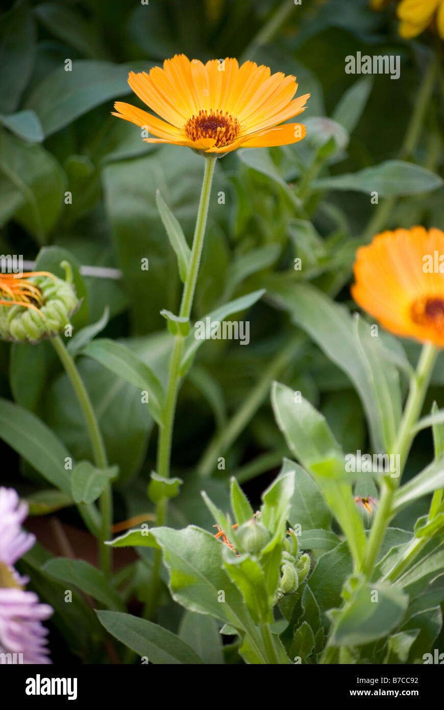 Marigold hi-res stock photography and images - Alamy