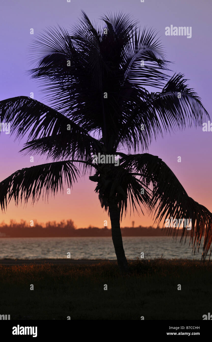 Single palm tree at Sunrise Stock Photo - Alamy