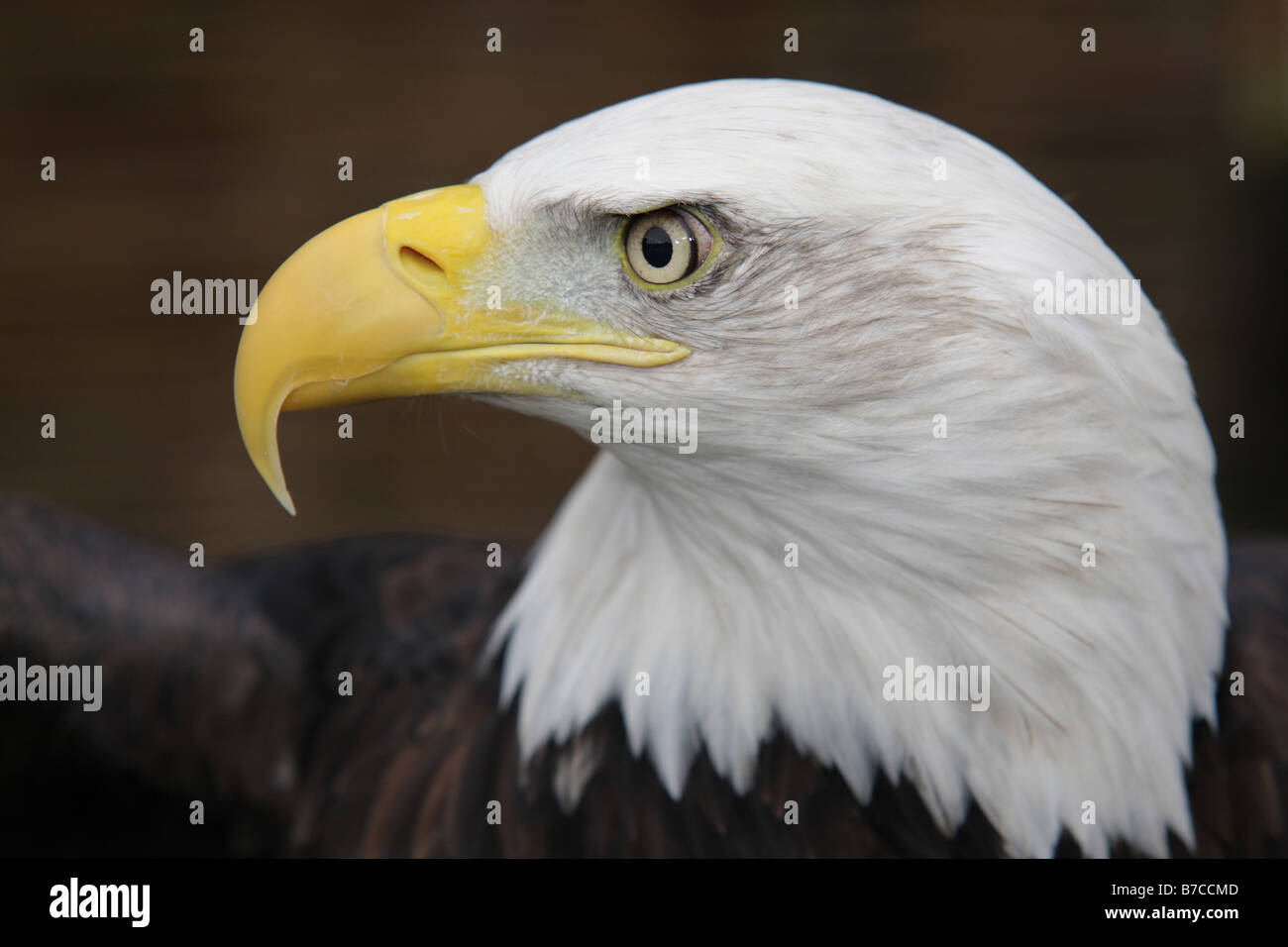 Eagle Eye View High Resolution Stock Photography and Images - Alamy