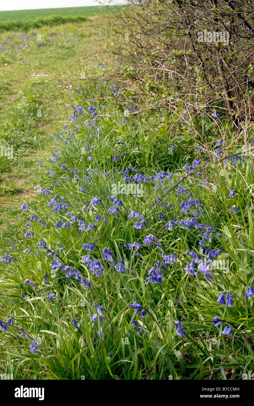 Bluebells in a field on the edge of Waresley Wood Cambridgeshire Stock ...