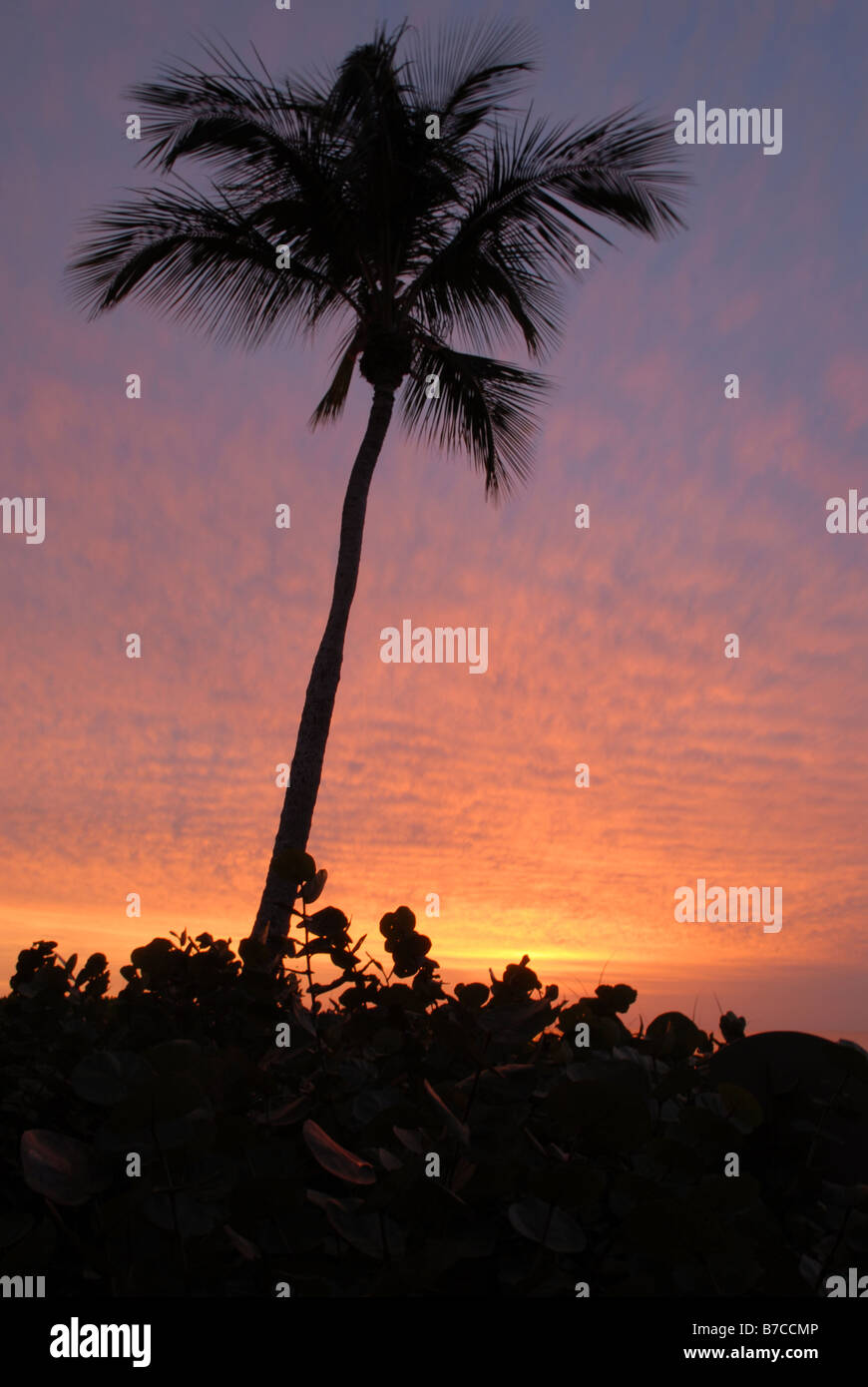 Palm tree at sunset Stock Photo - Alamy