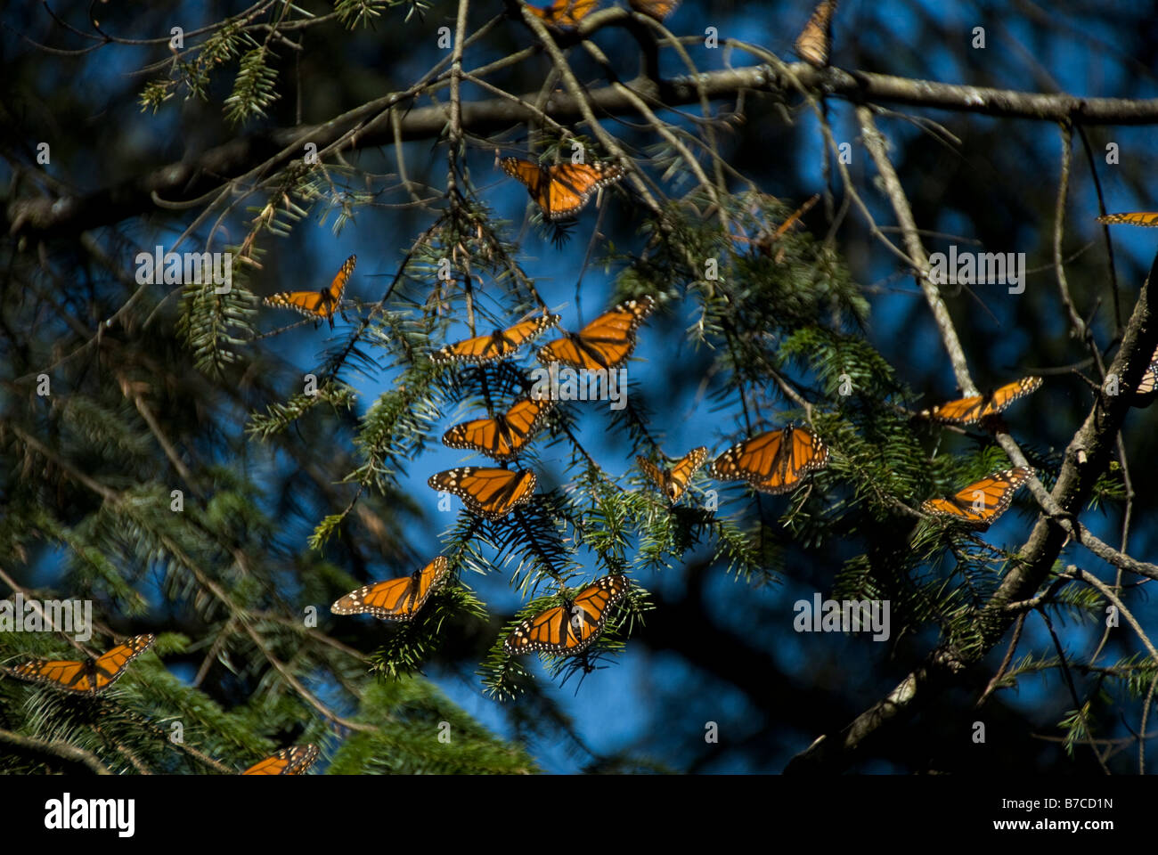 a Monarch Butterfly, Mexico Stock Photo - Alamy