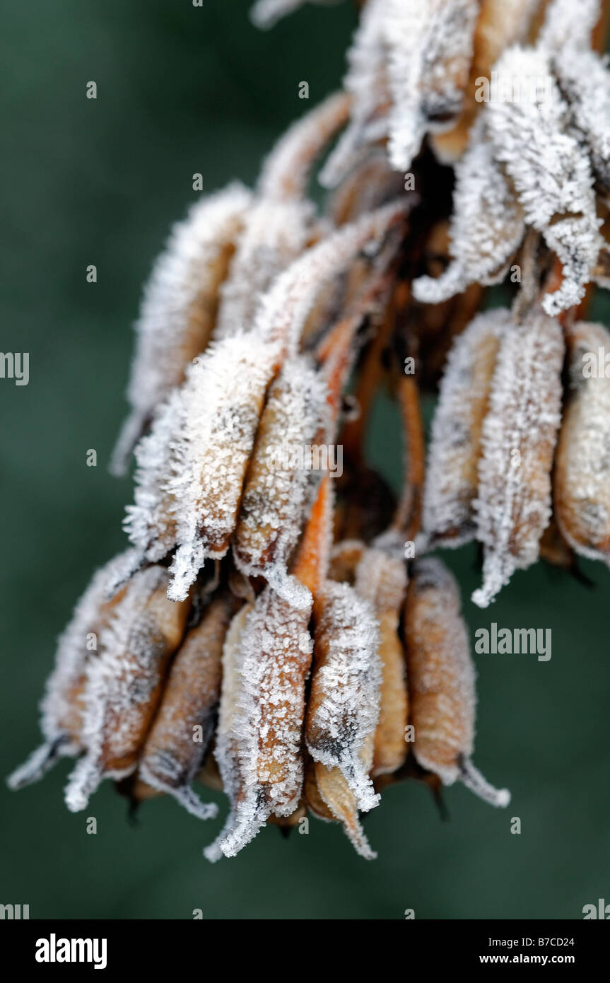 Aconitum blue monkshood brown seed pods stems covered with frost ...