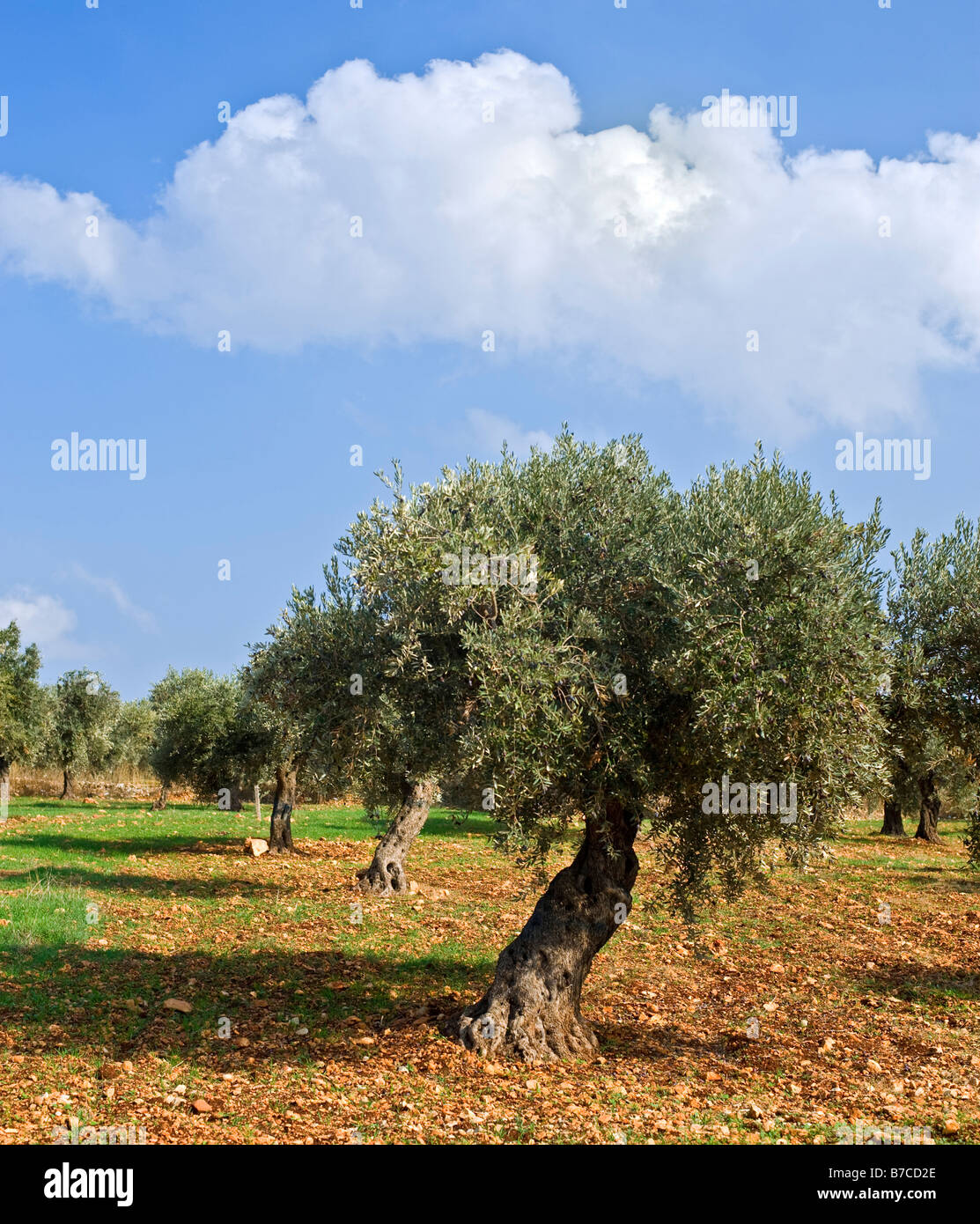 anciant olive grove in the Galilee Israel Stock Photo - Alamy