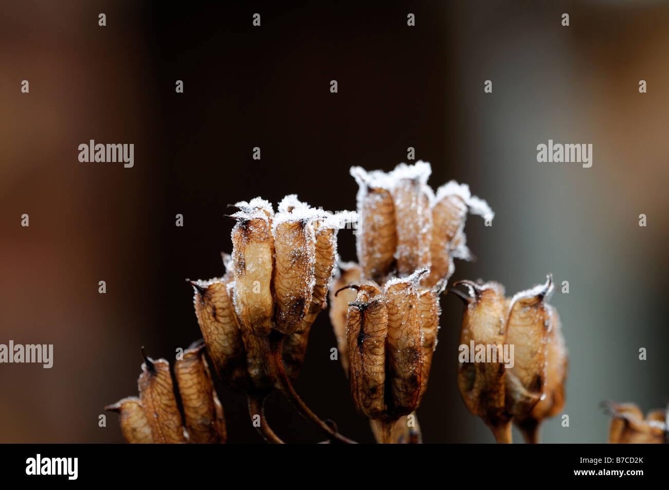 Aconitum blue monkshood brown seed pods stems covered with frost ...