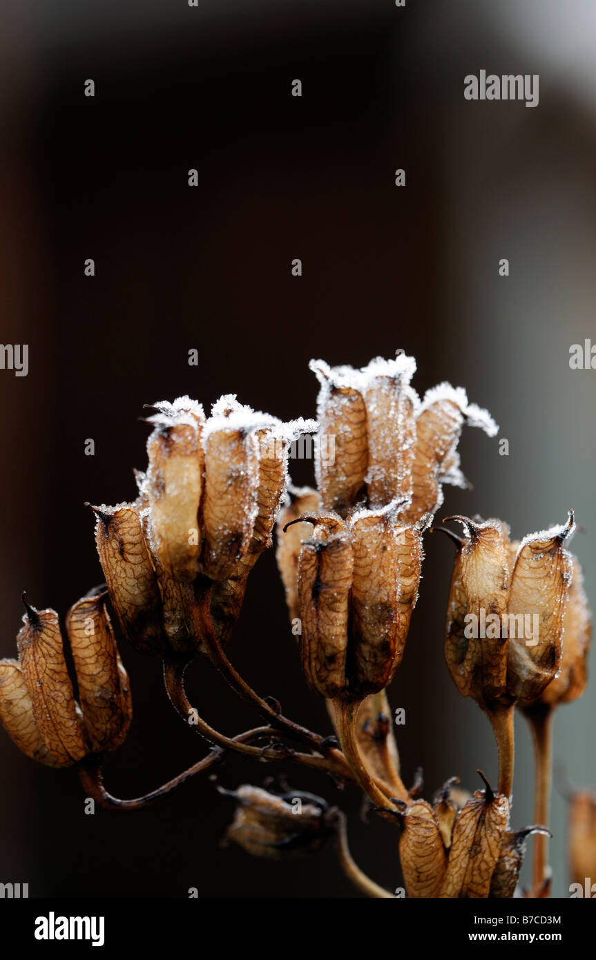 Aconitum blue monkshood brown seed pods stems covered with frost ...