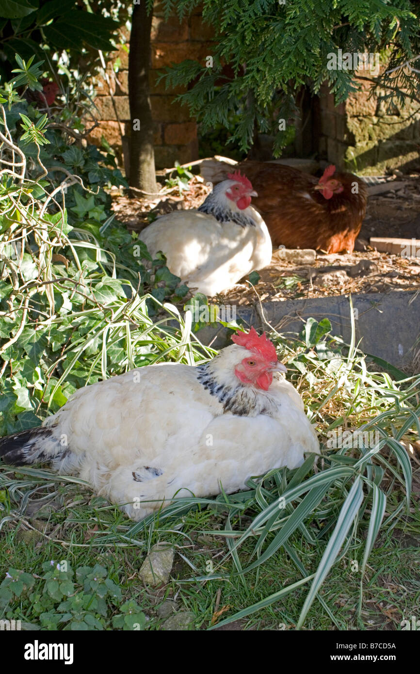 Chickens resting hi-res stock photography and images - Alamy