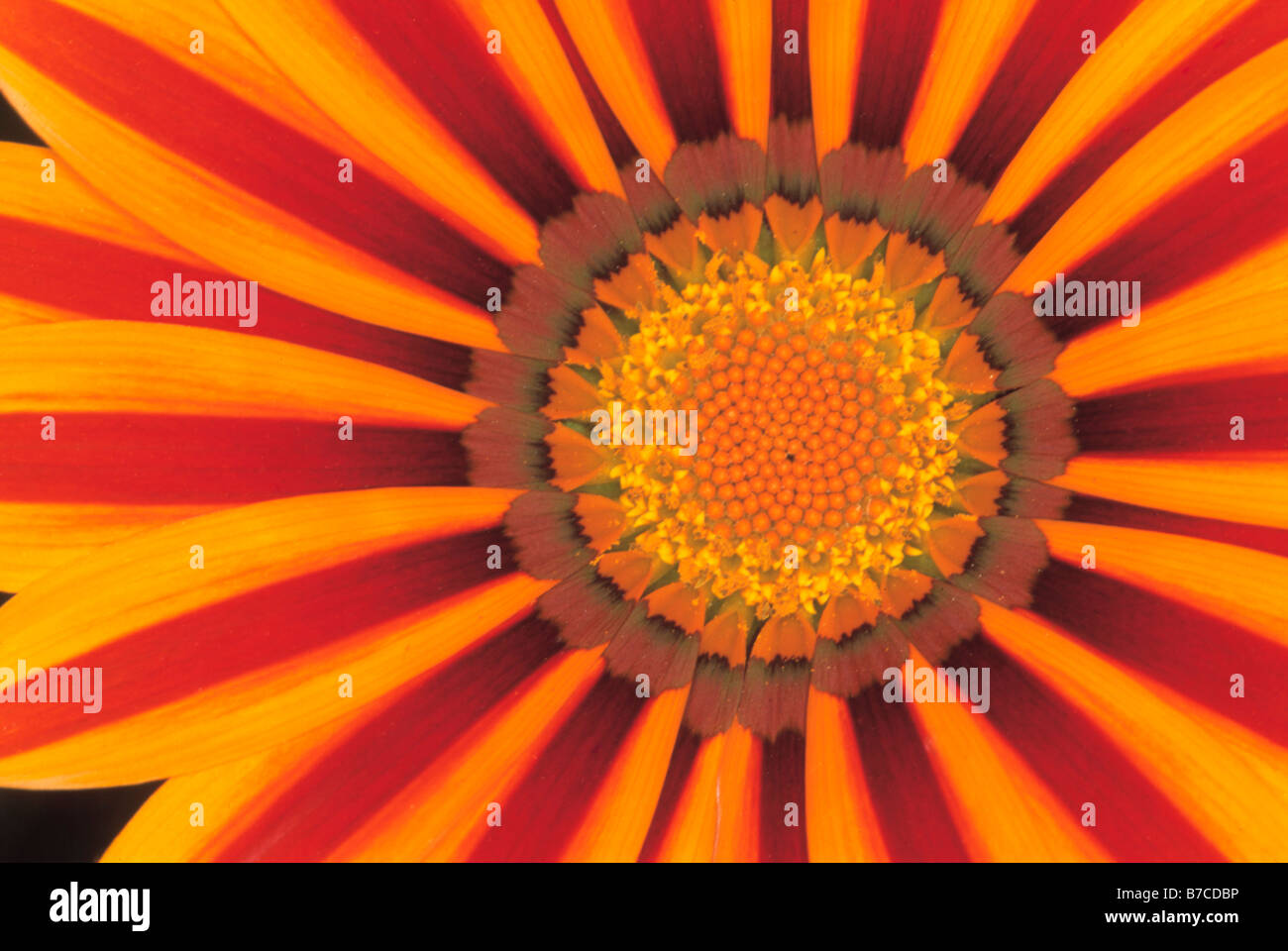 Gazania tiger stripes hi-res stock photography and images - Alamy