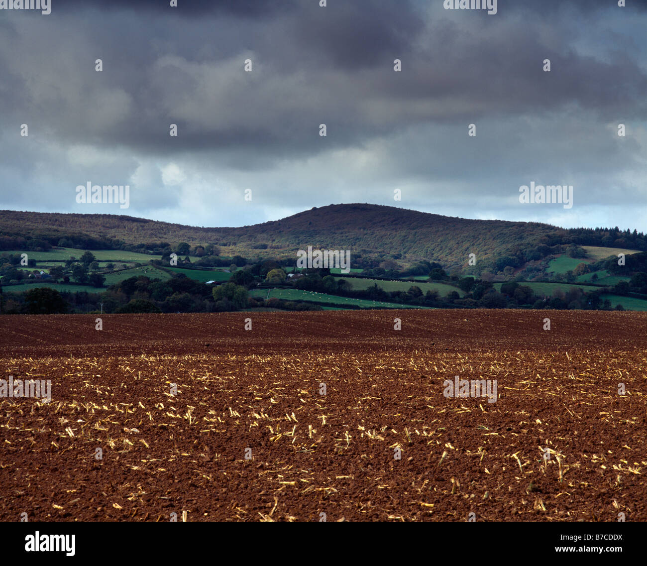 The Quantock Hills in autumn viewed from Nether Stowey, Somerset ...