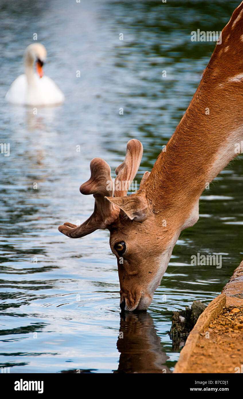 Fallow Deer Drinking Stock Photo - Alamy