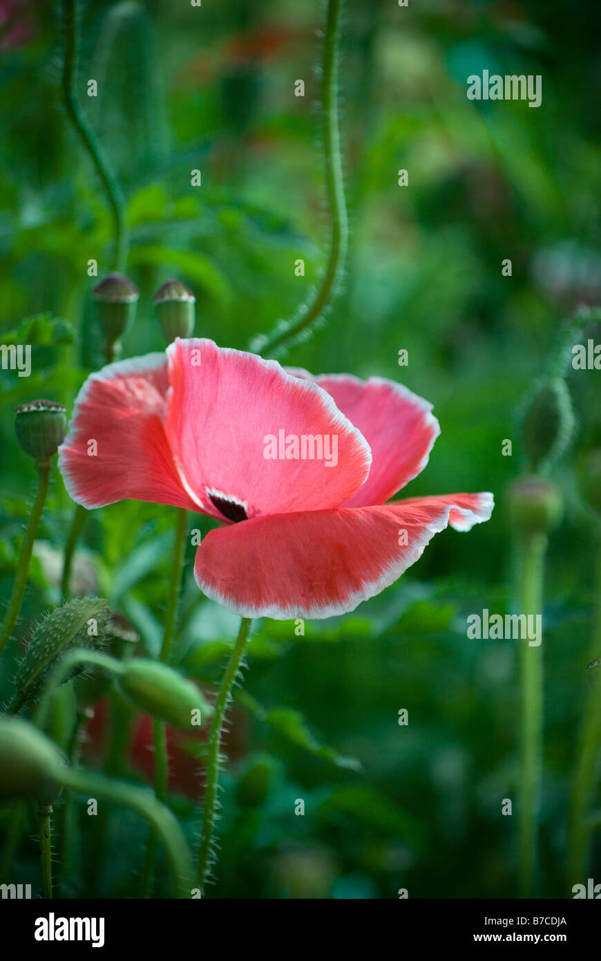 Papaver Rhoeas AKA Corn Poppy,Field Poppy,Flanders Poppy or Red Poppy ...