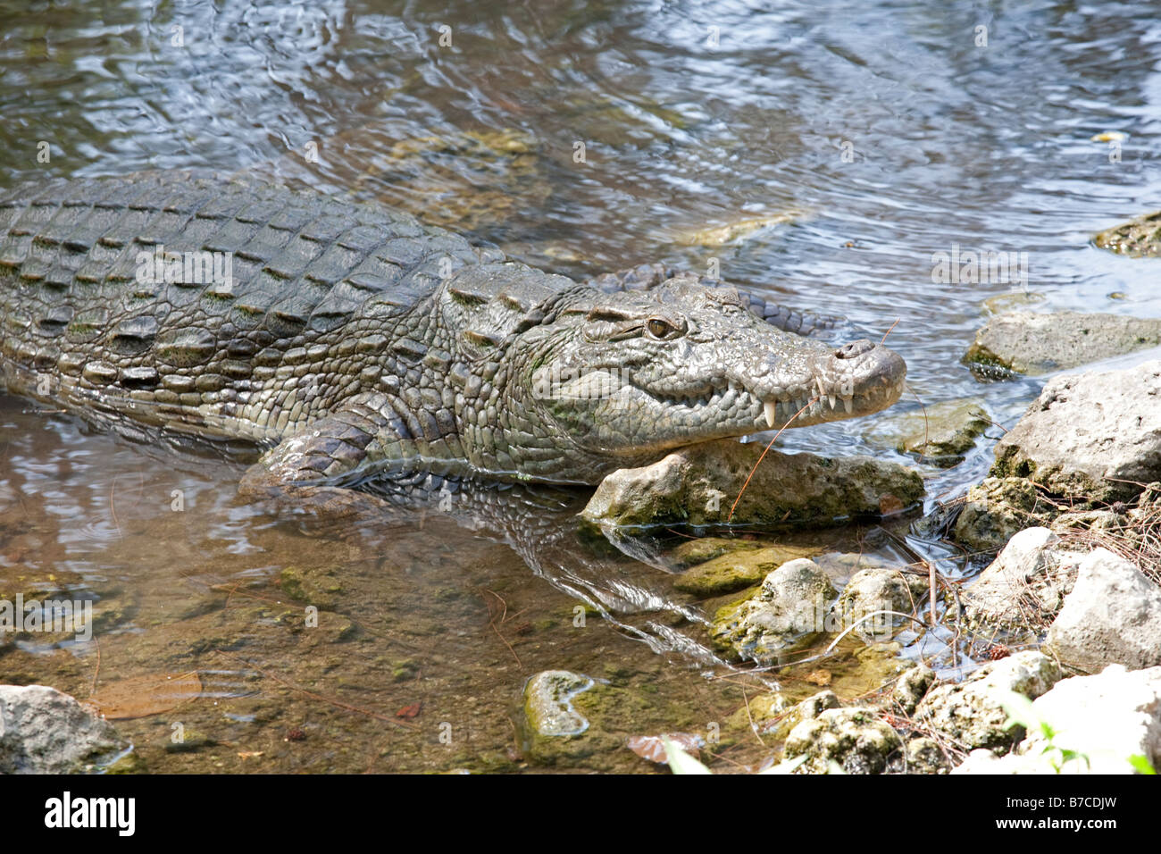 Crocodile in pool hi-res stock photography and images - Alamy