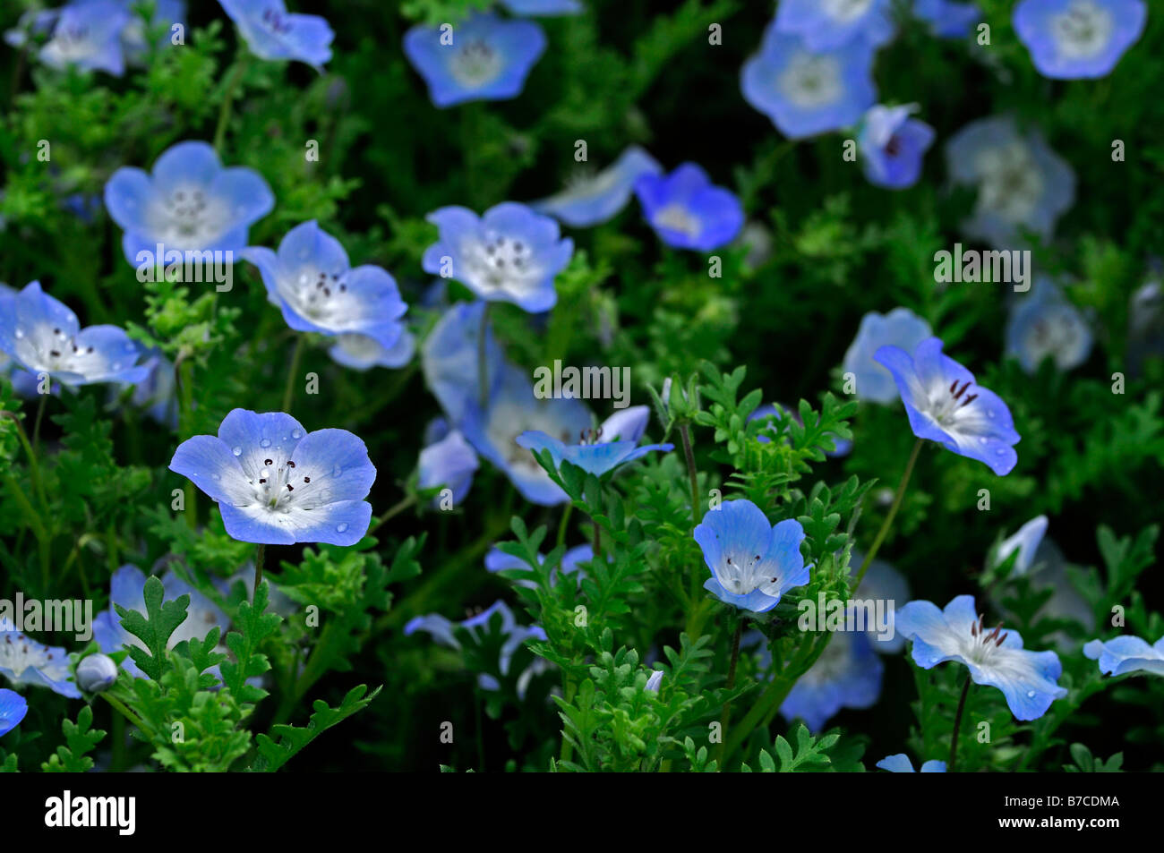 Nemophila Menziesii Baby Blue Eyes Hi-res Stock Photography, 40% OFF