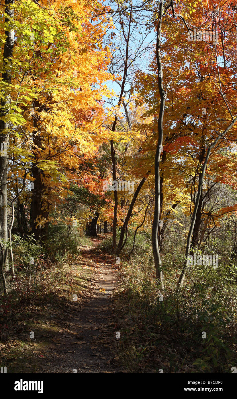 Trees with yellow leaves along path hi-res stock photography and images ...