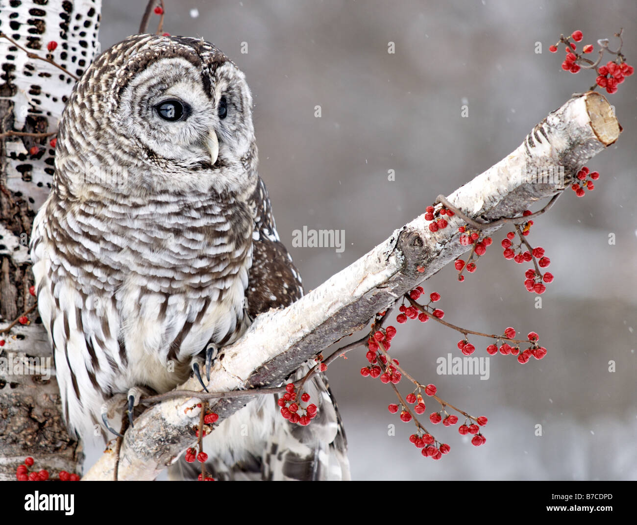 Owl snow red berries hi-res stock photography and images - Alamy