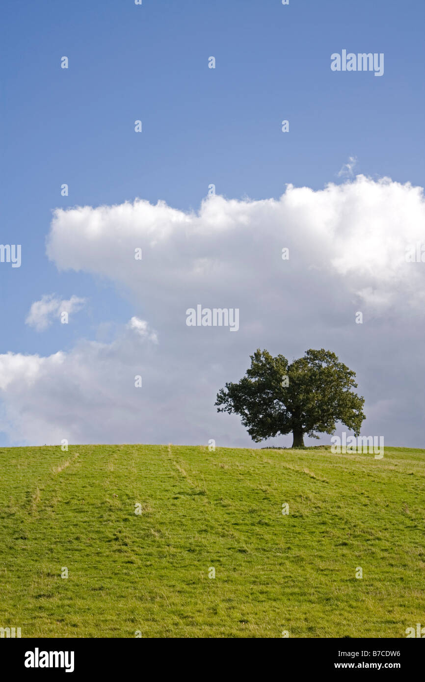 Single tree in english countryside sat on hill UK Stock Photo - Alamy