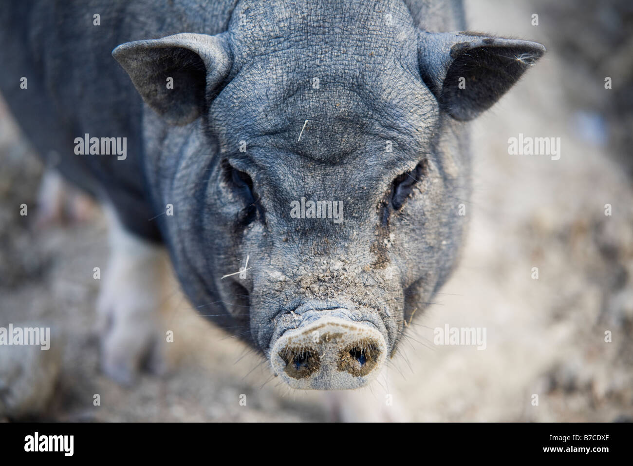 Pot bellied Vietnam pig. Close up on face Stock Photo - Alamy