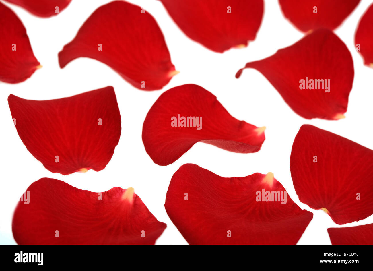 Red Rose Petals Stock Photo - Alamy