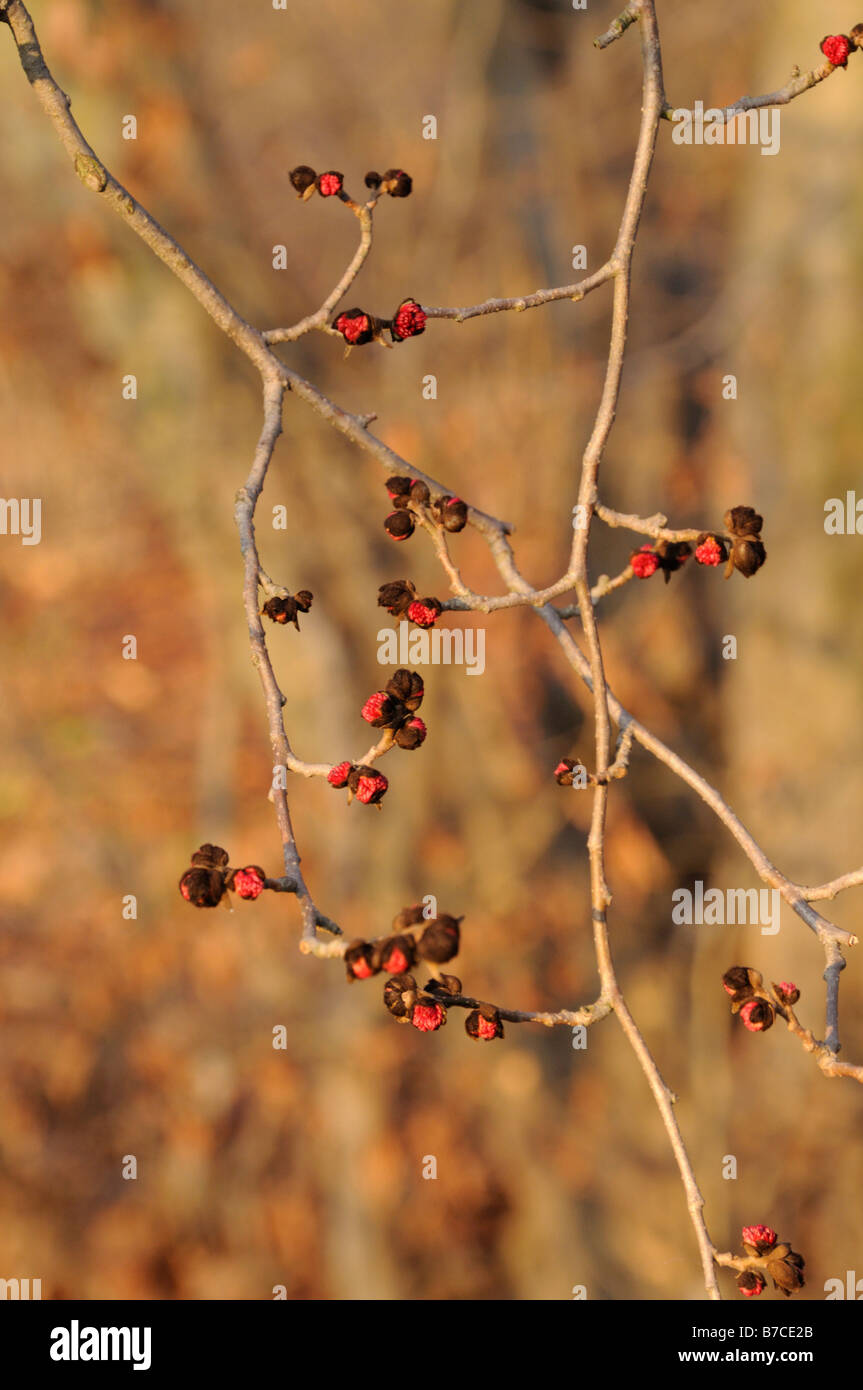 Parrotia persica tree hi-res stock photography and images - Alamy