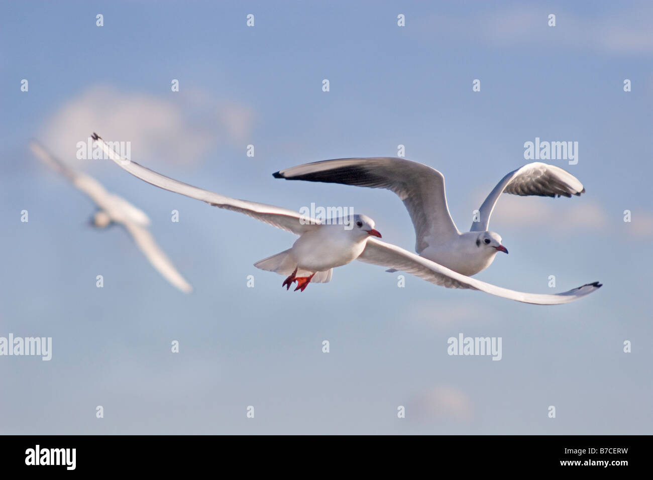 Three gulls in flight hi-res stock photography and images - Alamy