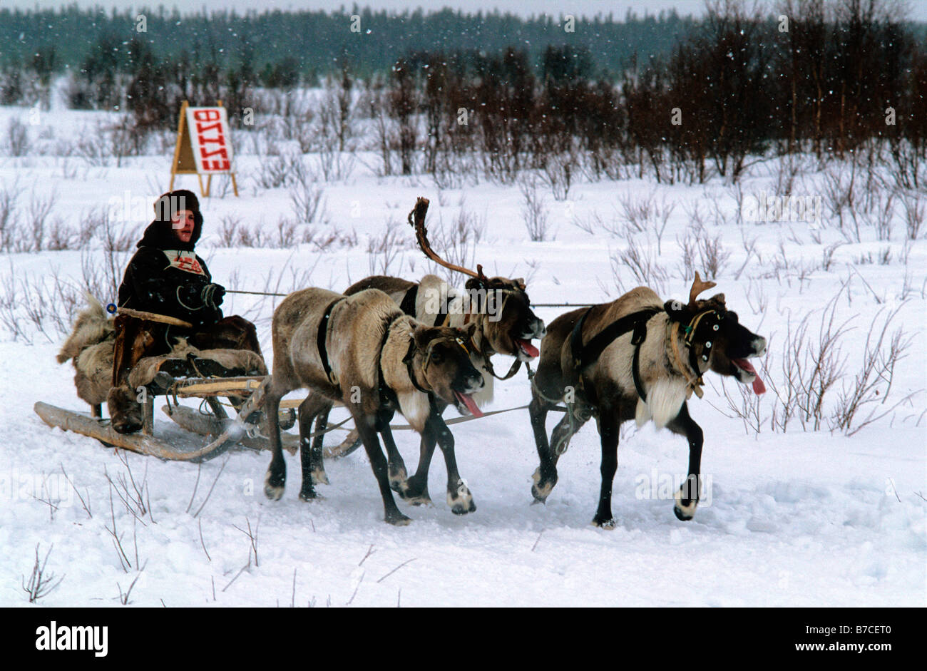 Team race reindeer hi-res stock photography and images - Alamy