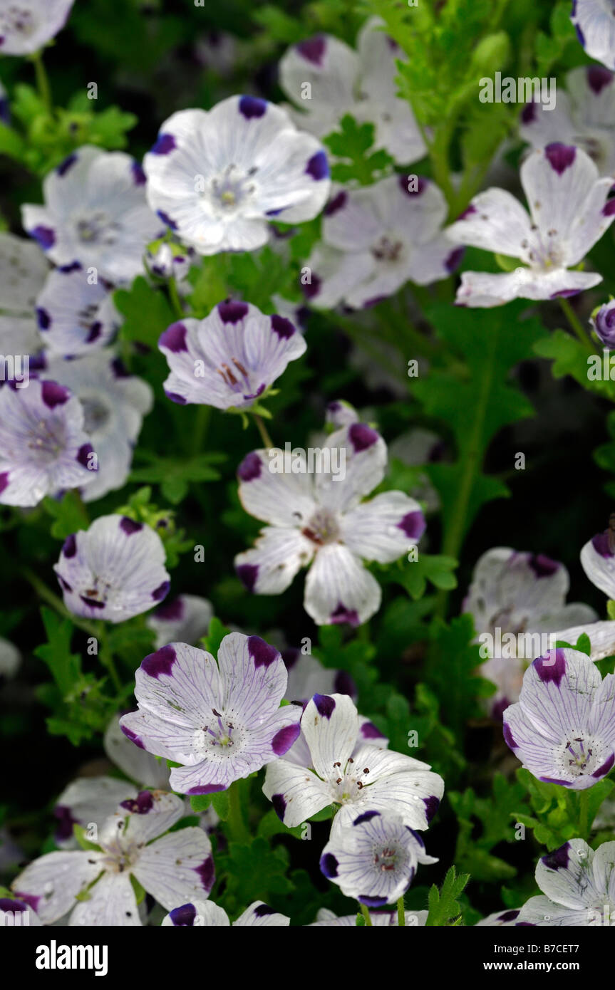 Five spot nemophila maculata hi-res stock photography and images - Alamy