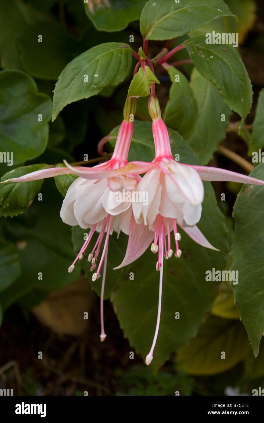 Fushia hi-res stock photography and images - Alamy
