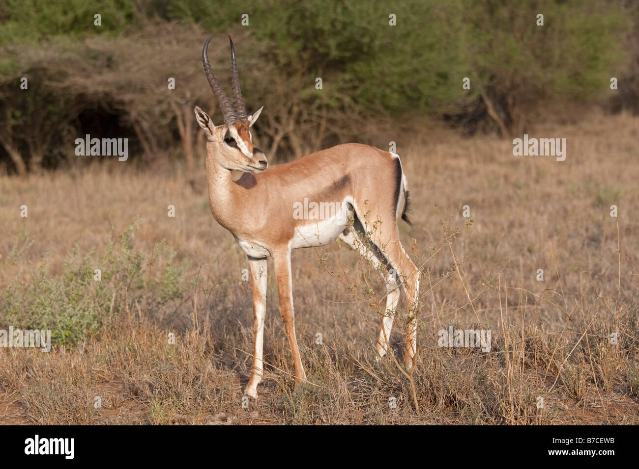 Grant's gazelle tsavo kenya hi-res stock photography and images - Alamy