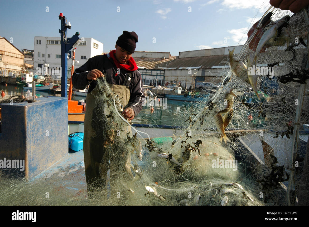 Israel Jaffa The old port Fisherman with the catch of the day Stock ...