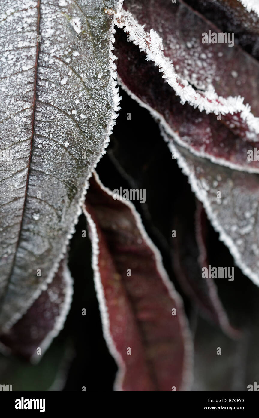 BHZ Prunus persica Peach 'Bonfire' Genetic Dwarf tree cultivar leaves ...