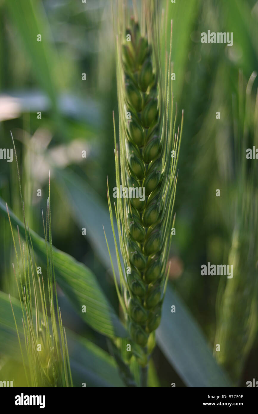 Single corn plant Stock Photo - Alamy